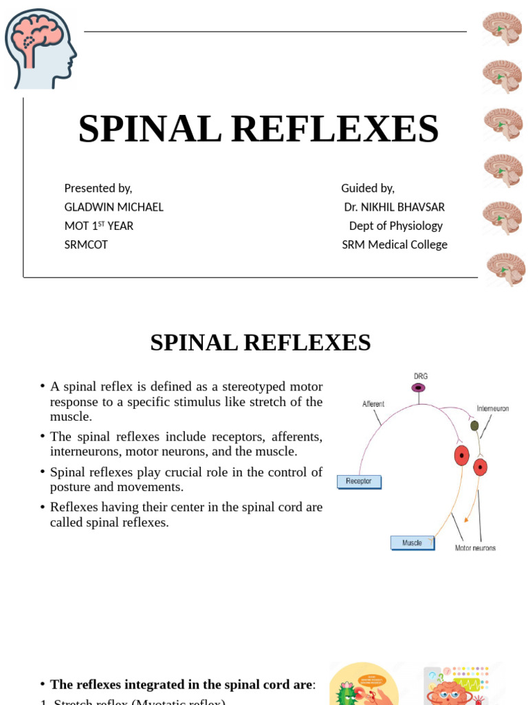 Understanding Spinal Reflexes and Their Functions | PDF | Physiology ...
