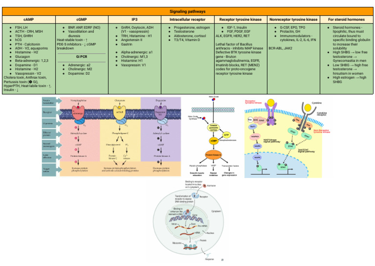 Signaling Pahtways - StepMind - USMLE | PDF | Epidermal Growth Factor ...