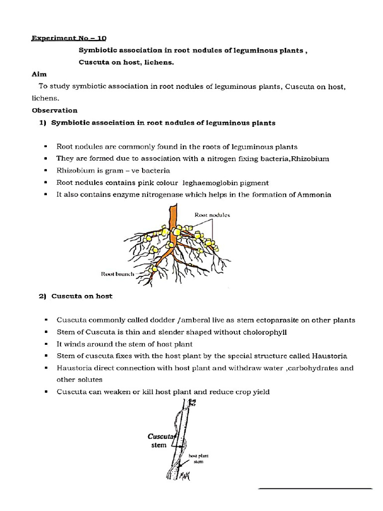 Spotting 7 - Model Showing Symbiotic Association With Roots | PDF
