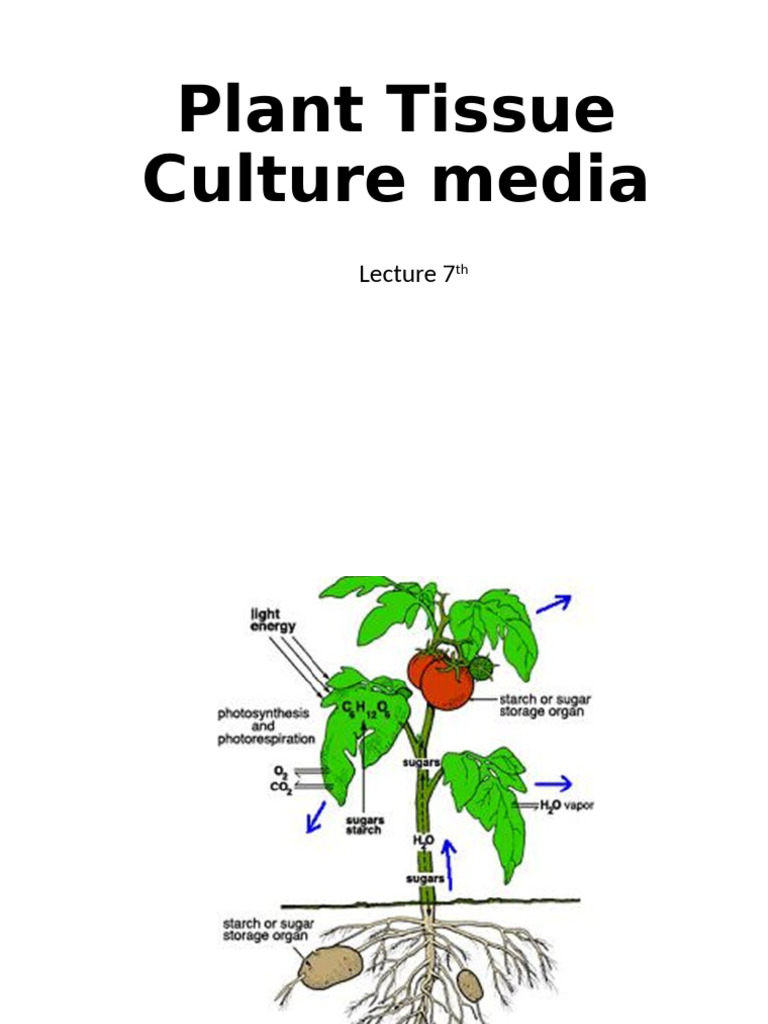 Lecture 7 (Composition of Tissue Culture Media) | PDF | Nutrients ...