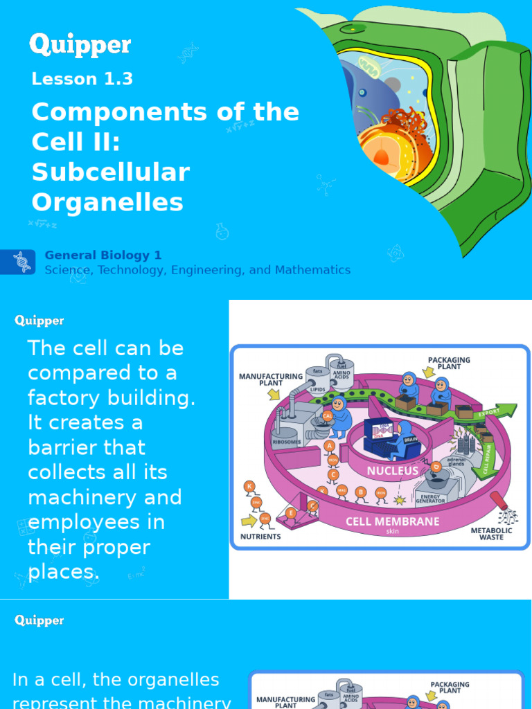 L3 - Components of The Cell II - Subcellular Organelles | PDF ...