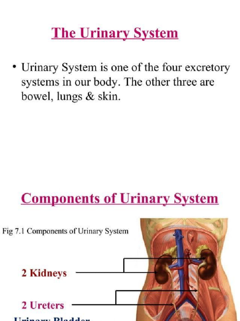 Urinary System Anat II | PDF