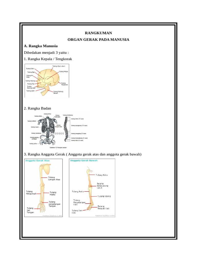 Rangkuman Organ Gerak Manusia | PDF