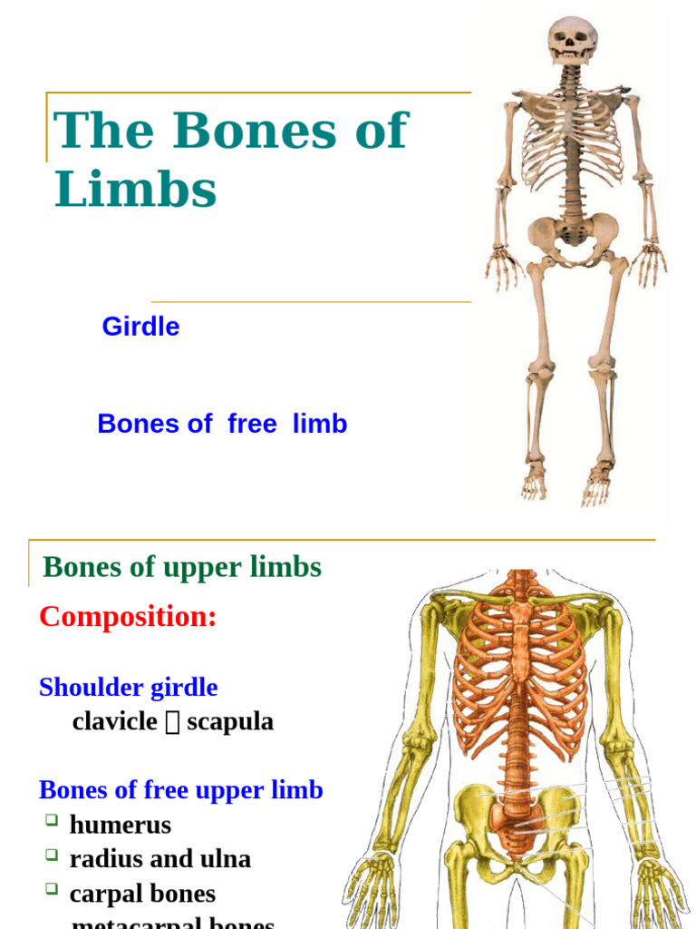 2.the Bones of Limbs | PDF | Lower Limb Anatomy | Human Anatomy