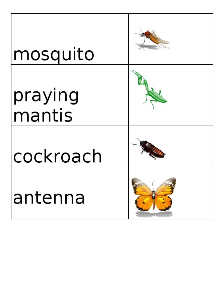 Insect Word Wall Overview | PDF