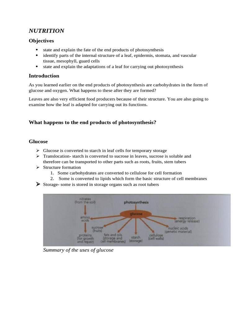 NUTRITION - Photosynthesis F3 | PDF | Leaf | Photosynthesis