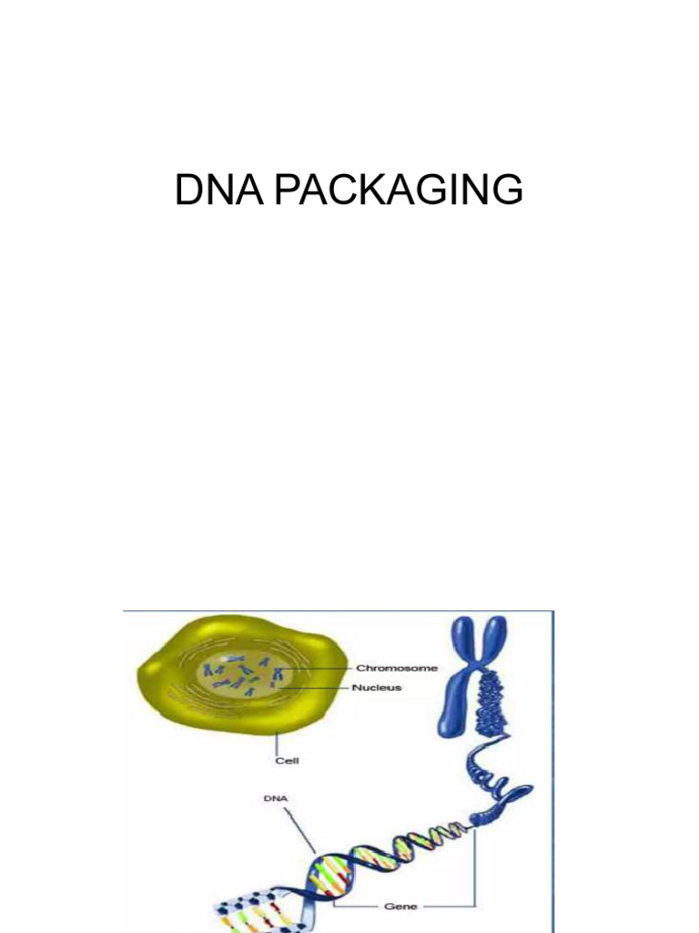 DNA Packging | PDF