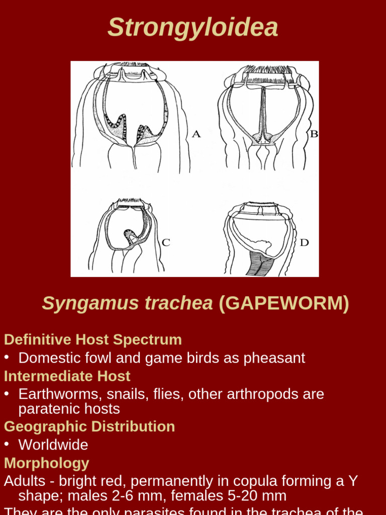 Lecture, 8 Syngamus, Hook Worms So It's Here Finally | PDF | Medical ...