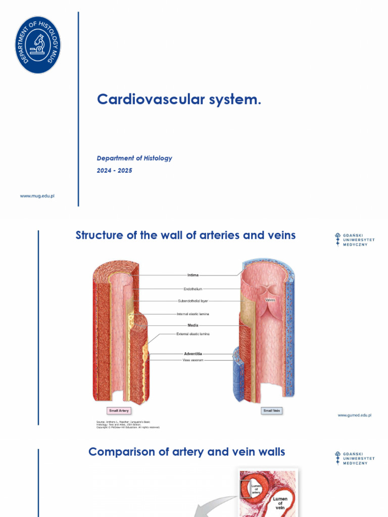 Arteries and Veins: Histological Differences | PDF | Artery | Vein