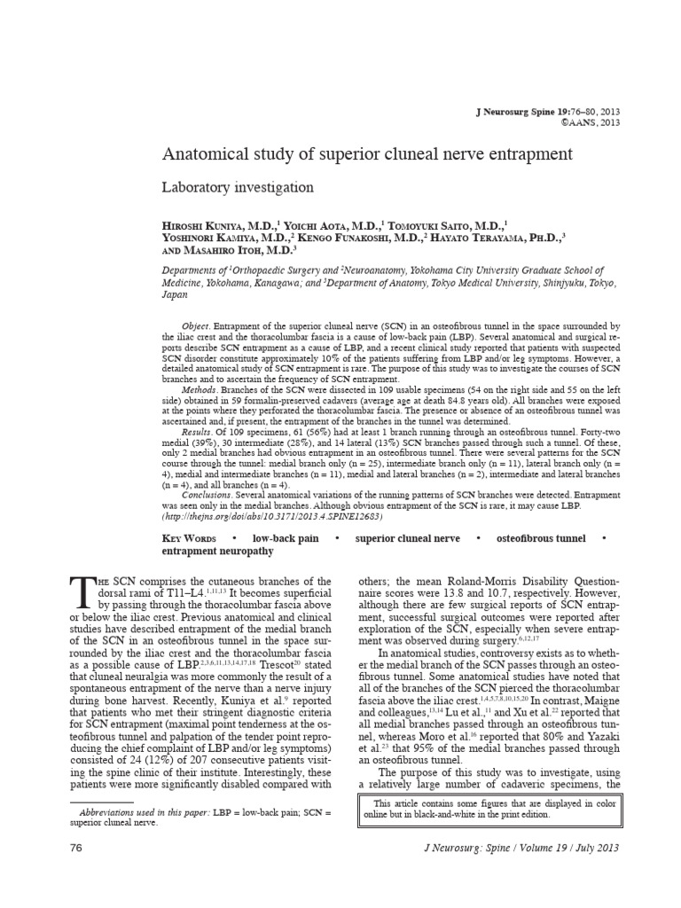 Anatomical Study of Superior Cluneal Nerve Entrapment | PDF | Human ...