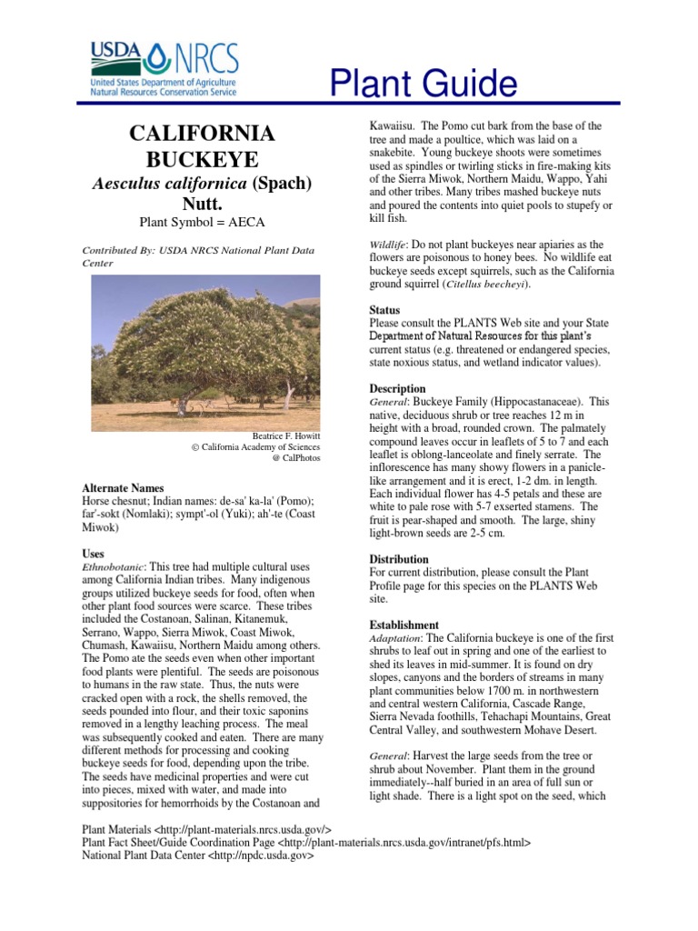 Buckeye Tree | Download Free PDF | Horticulture And Gardening | Plants