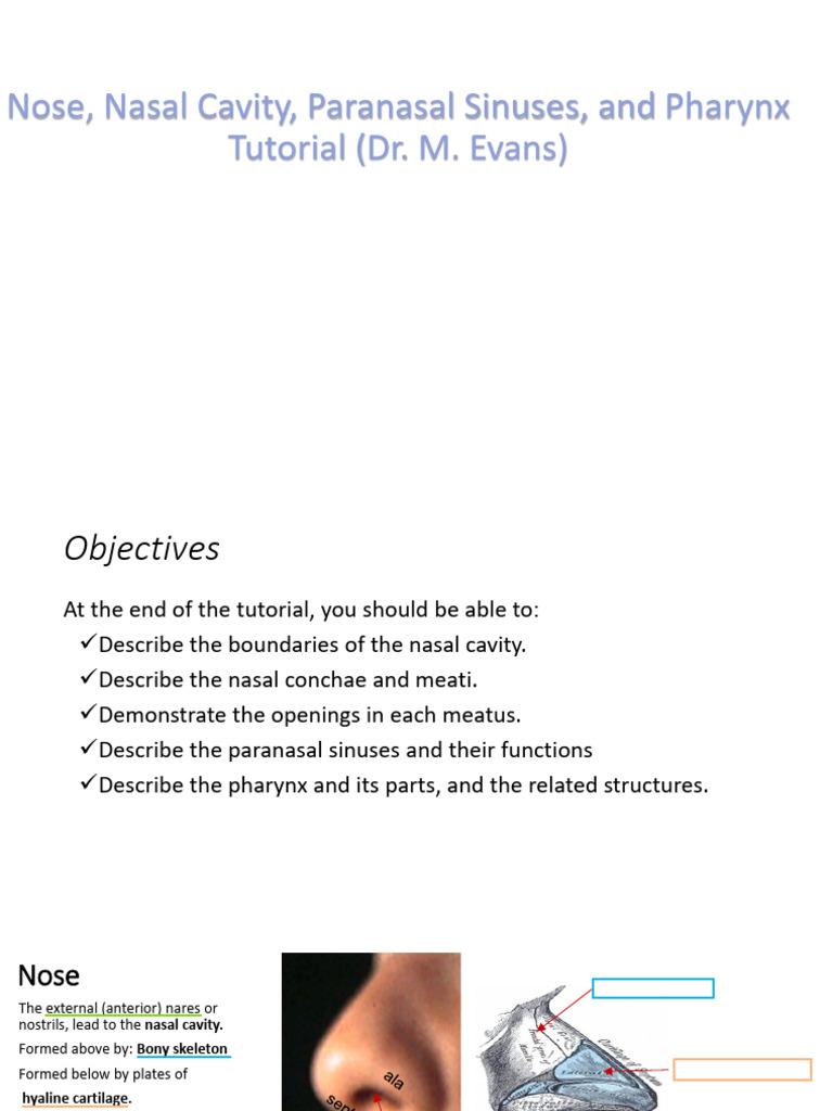 1-Nose, Nasal Cavity, Paranasal Sinuses, - Unlocked | PDF | Human Nose ...
