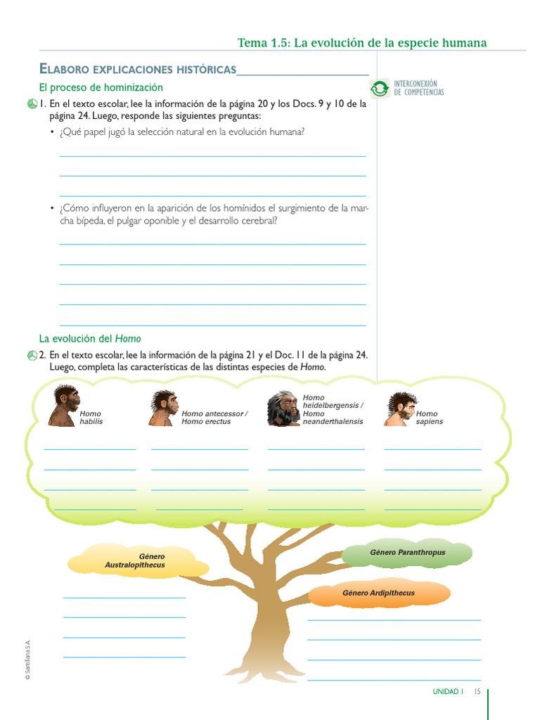 El Proceso de Hominización | PDF | Homo | Evolución humana
