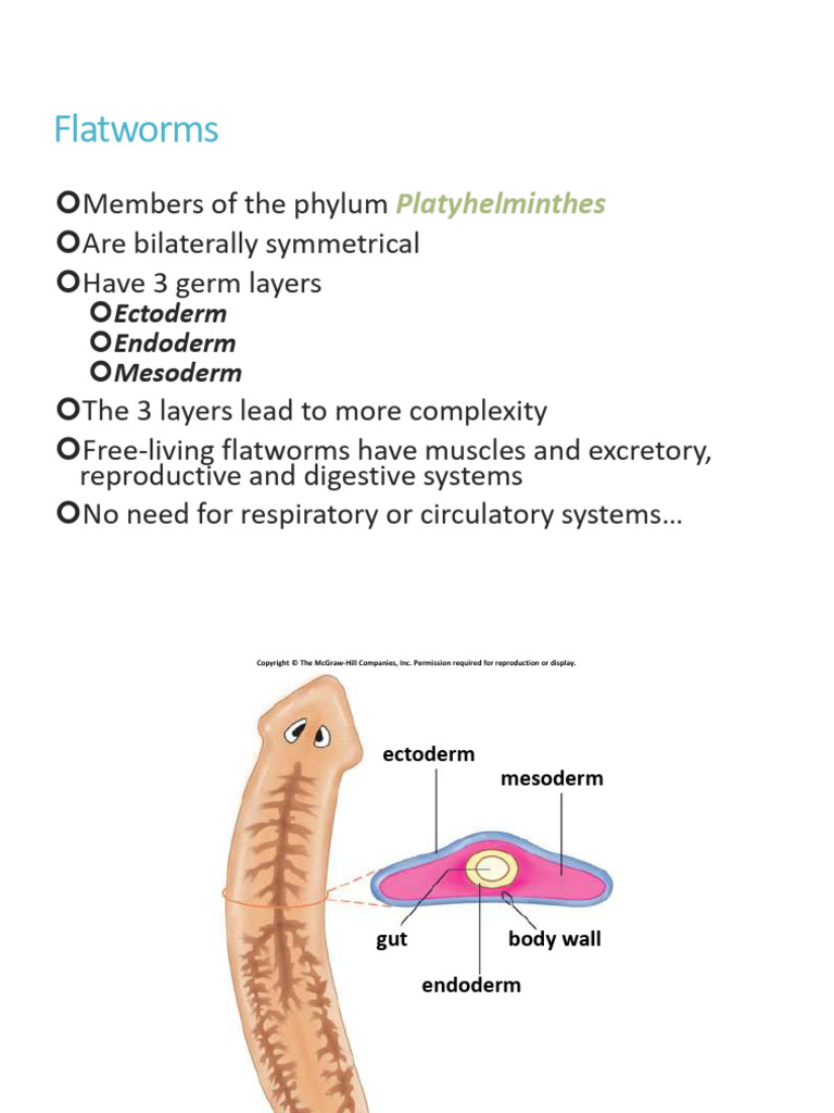 Flatworm and Roundworm Notes | PDF | Zoology | Biology