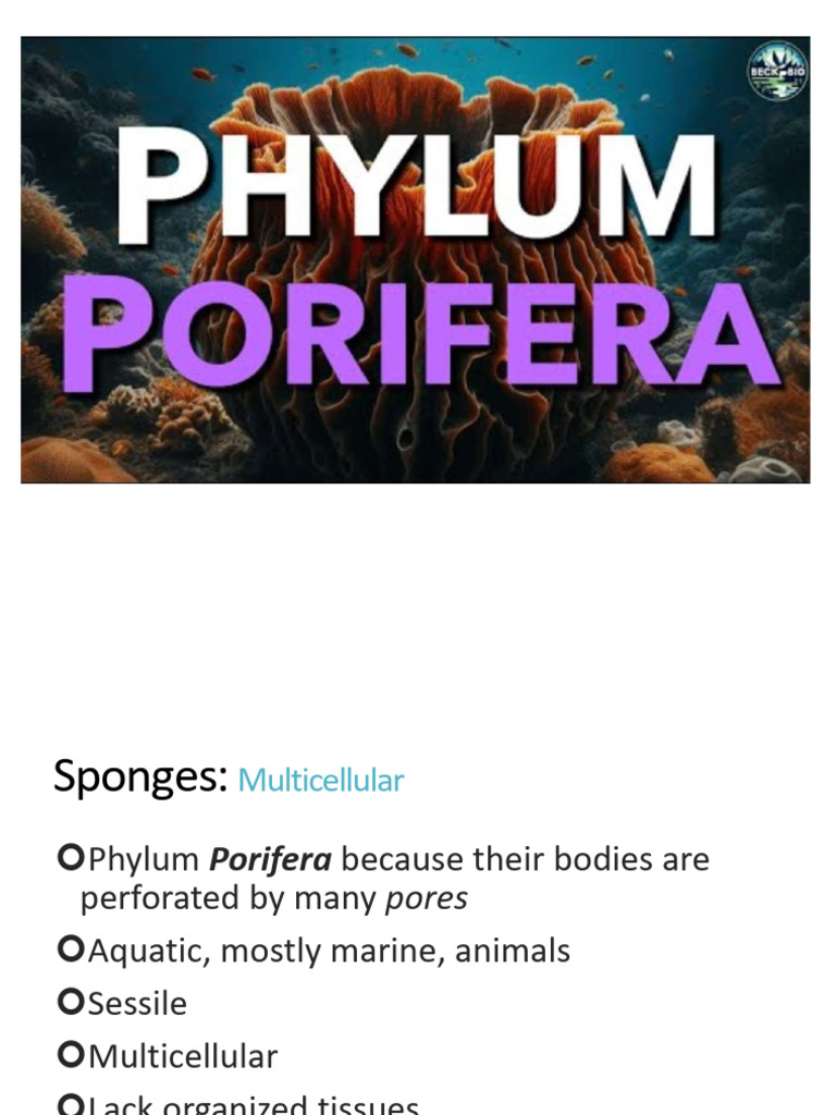 Phyla Porifera and Cnidaria Notes | PDF | Sponge | Zoology