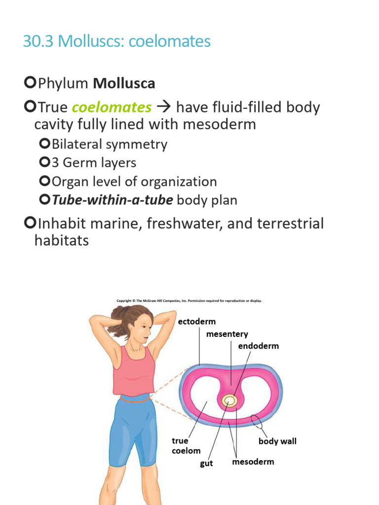 Overview of Molluscs and Arthropods | PDF | Mollusca | Insects