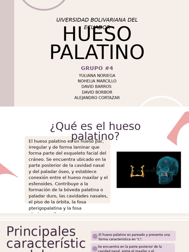 Hueso Palatino Grupo #4 | PDF | Nariz humana | Anatomía humana