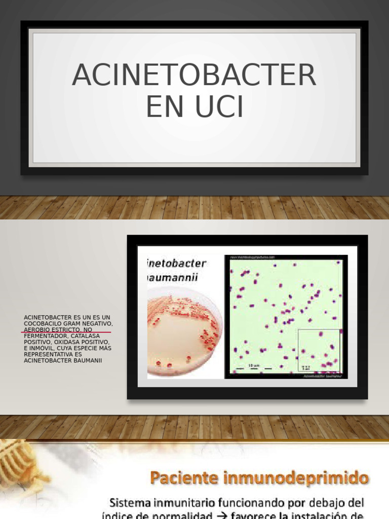 Acinetobacter baumannii en UCI: Riesgos y Prevención | PDF ...