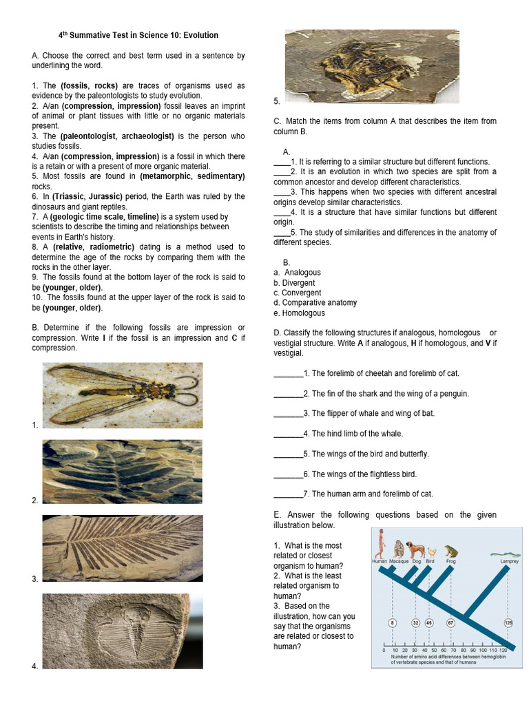 4th Summative Exam in Science 10 | PDF | Fossil | Paleontology