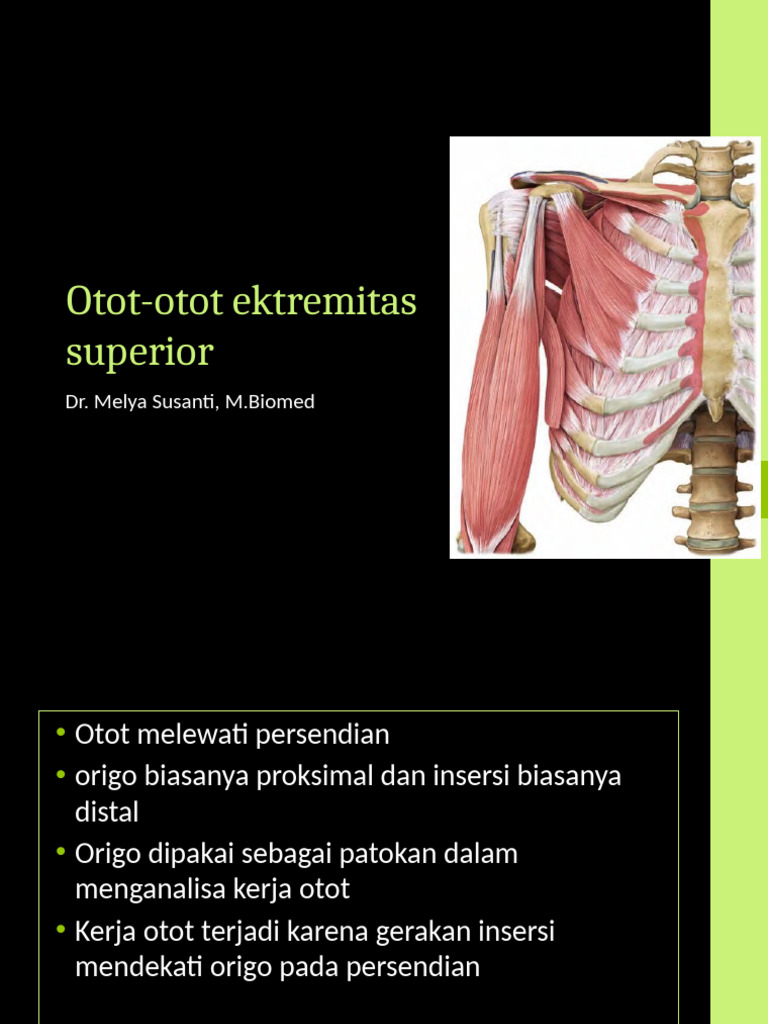 Otot-otot Ektremitas Superior. Edit Fix | PDF