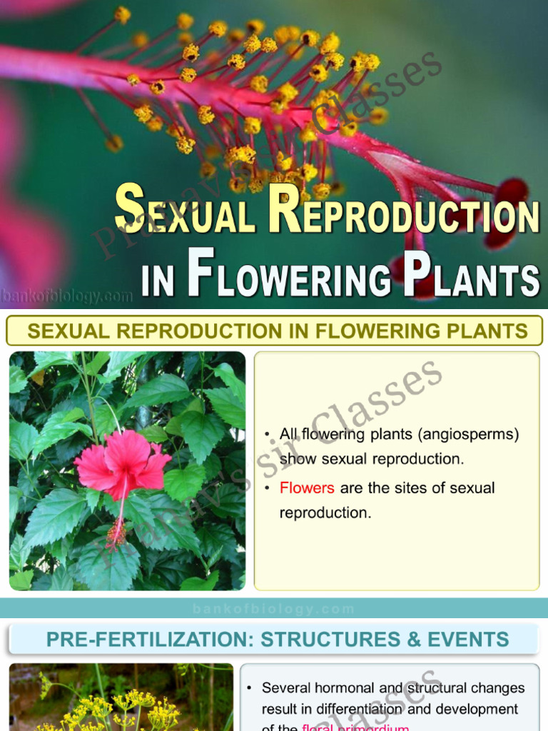 Sexual Reproduction in Flowering Plant Notes Summary | PDF