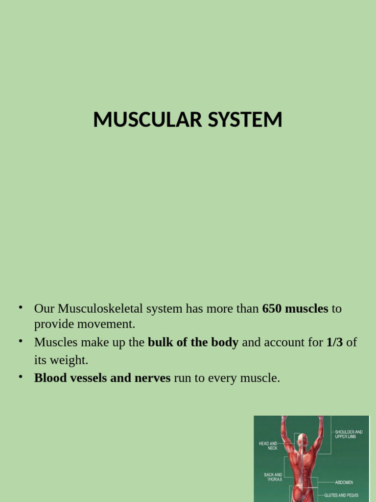25-26 Muscular System | PDF | Muscle Contraction | Anatomy
