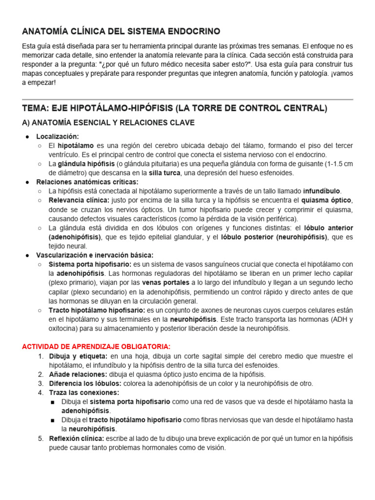Guia de Estudio Endocrino | PDF | Glándula pituitaria | Páncreas