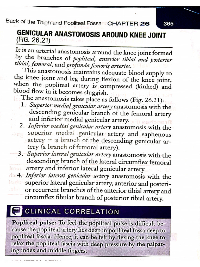Genicular Anastomosis Around Knee Joint | PDF