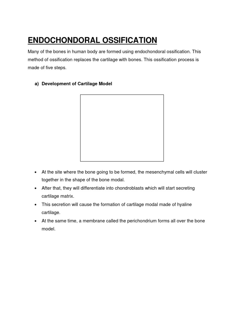 Endochondoral Ossification: A) Development of Cartilage Model | PDF ...
