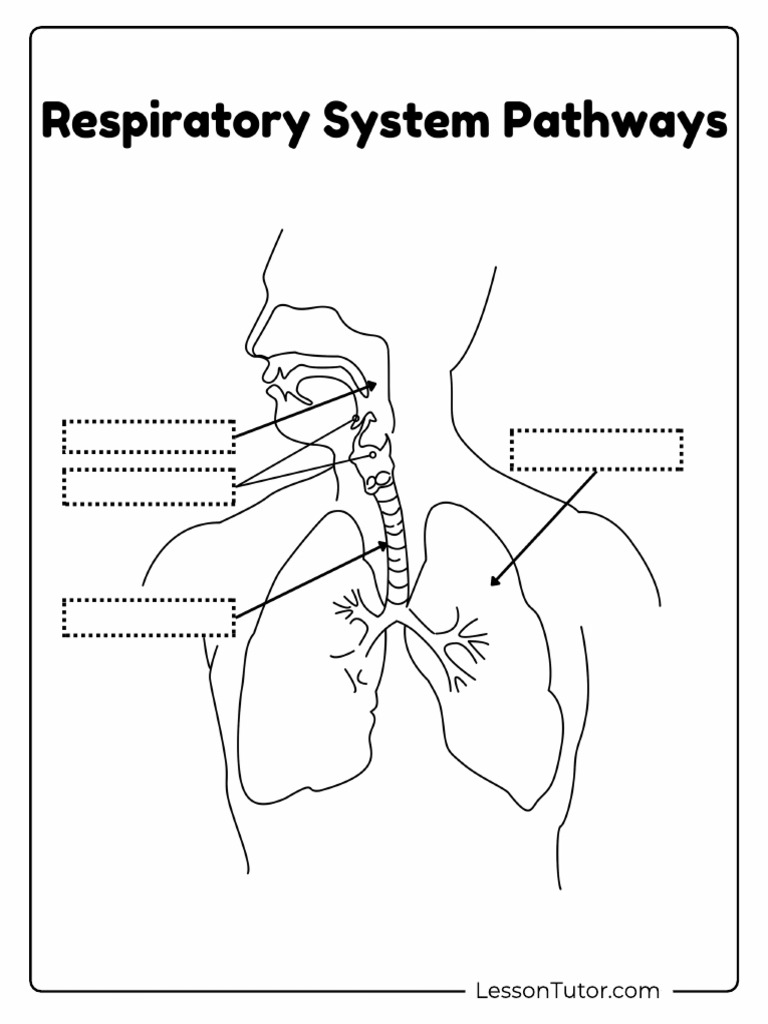 Worksheets Science Respiratory System Respiratory System Air Pathways | PDF