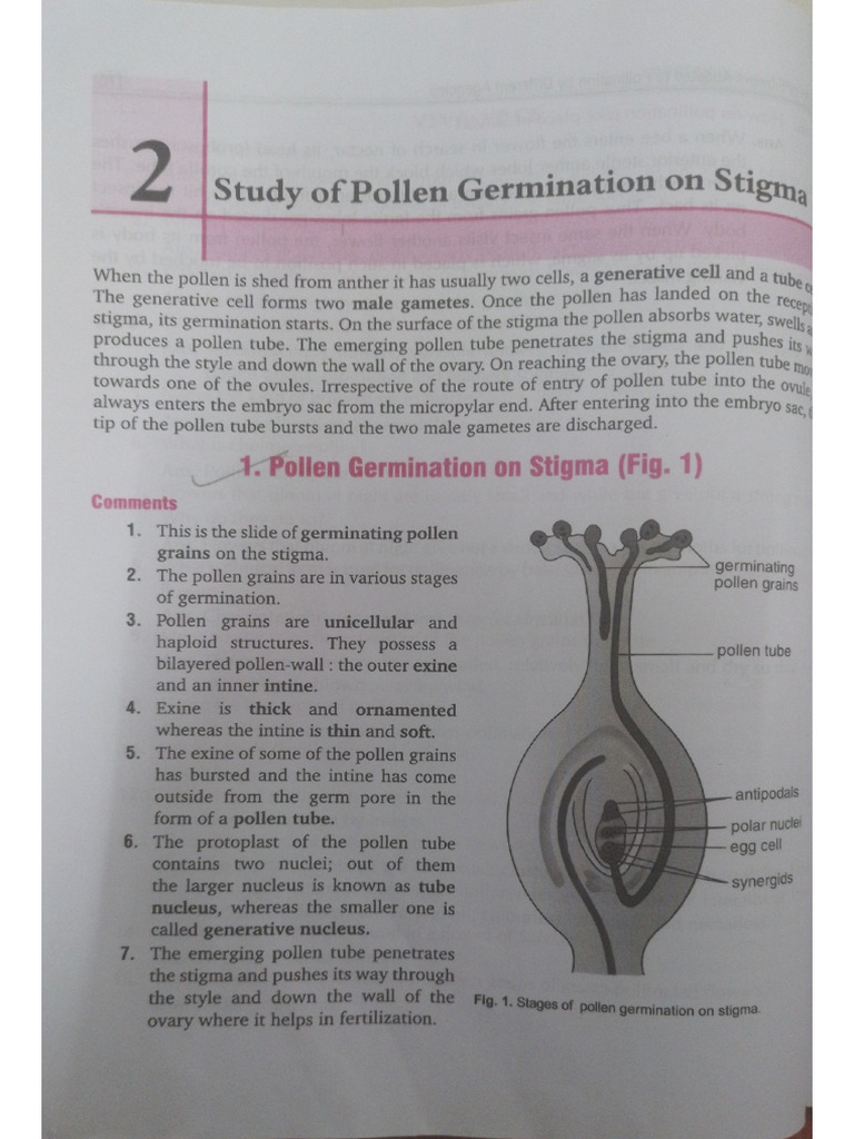 Study of Pollen Germination On Stigma | PDF