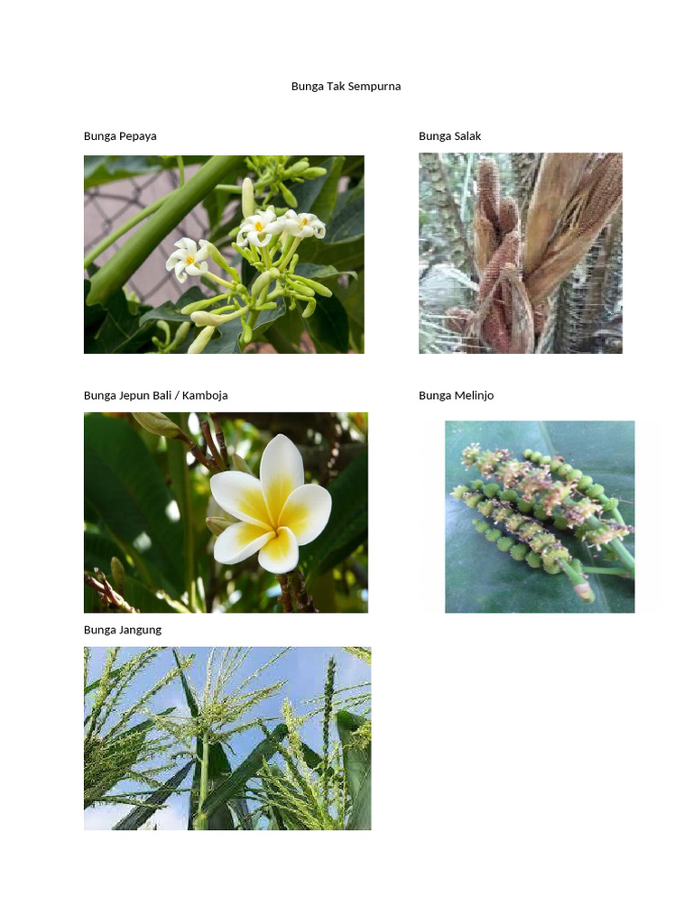 Bunga Tidak Sempurna | PDF