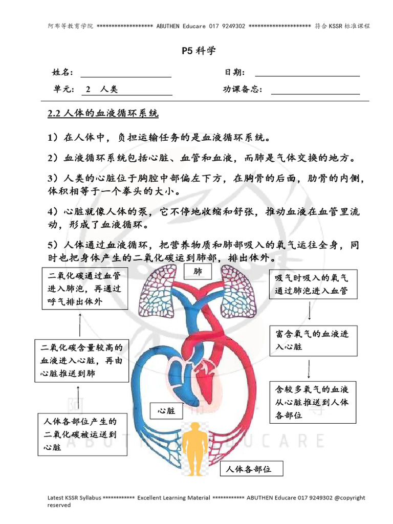 Std 5 Science - Lesson 5 - 2 人类 | PDF