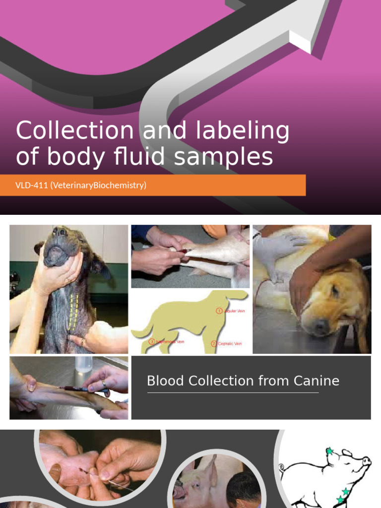 Veterinary Sample Collection Guide | PDF
