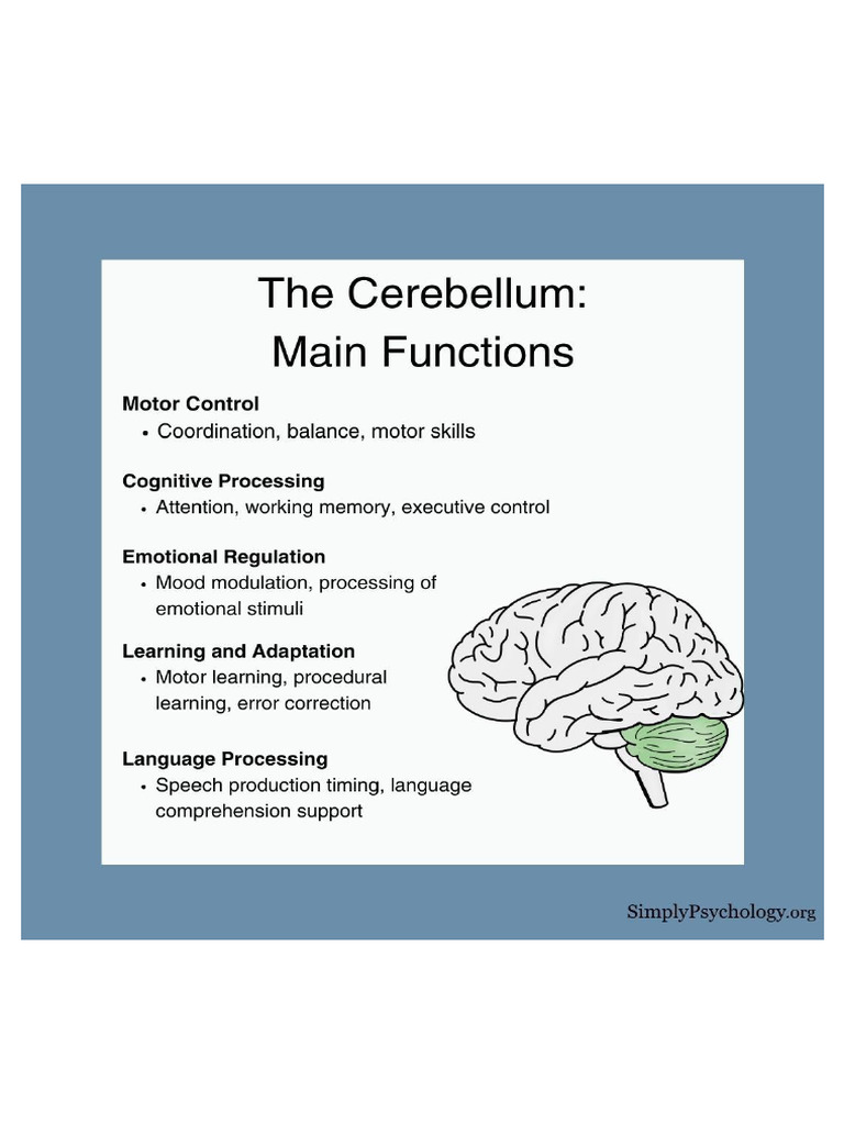 Cerebellum Function | PDF