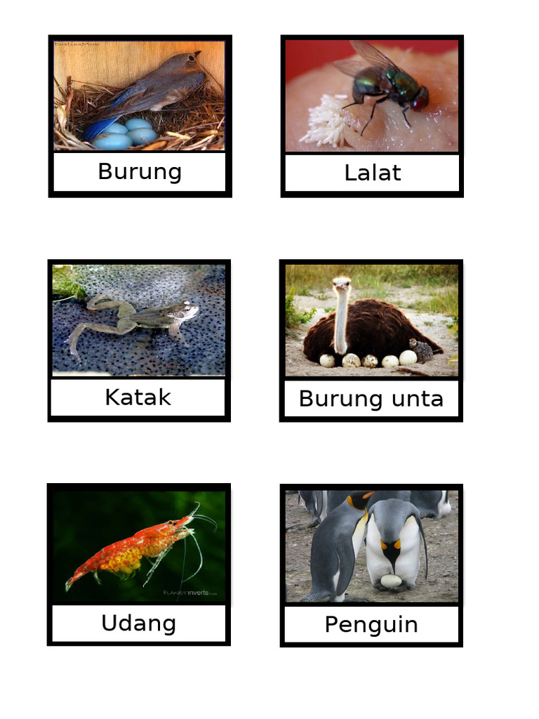 Haiwan Telur Sedikit Dan Banyal | PDF