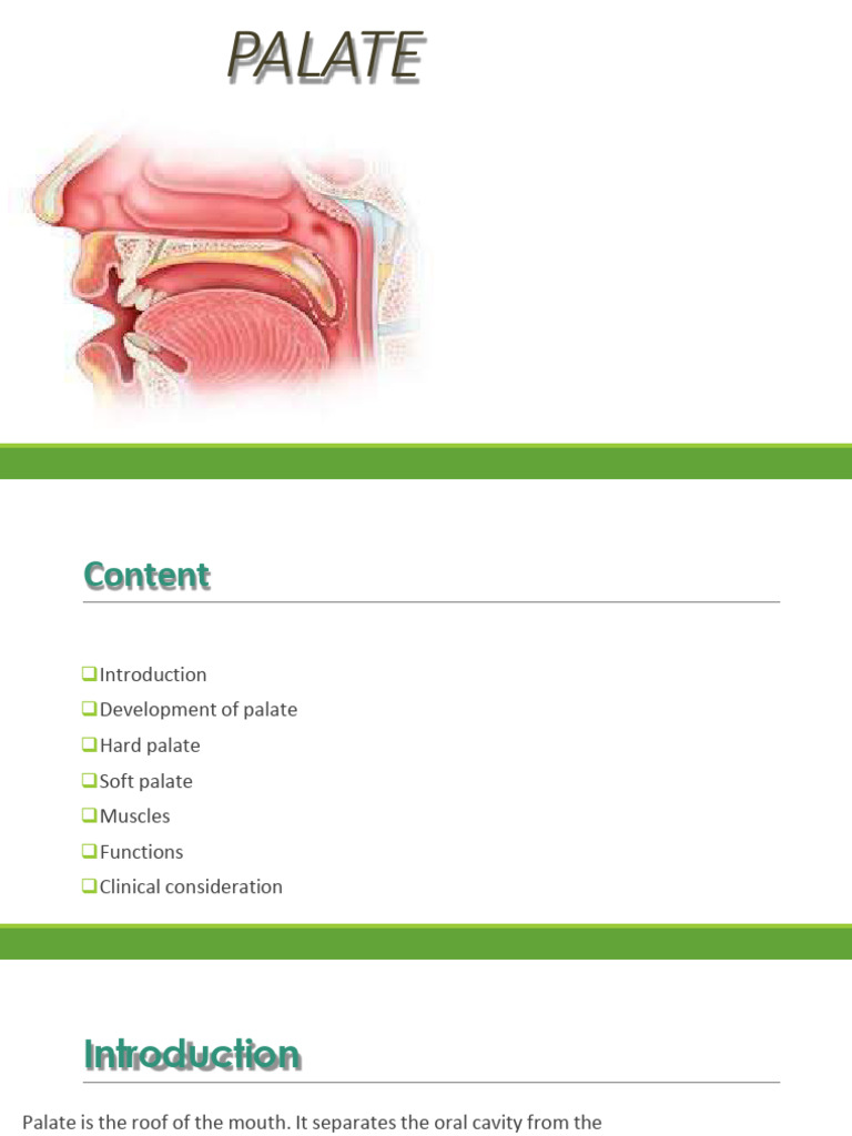 Palate dm3 | PDF | Human Nose | Tongue