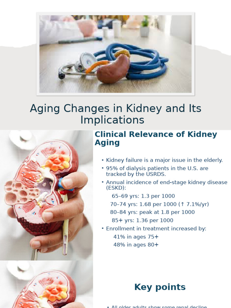 Changes in Kidney Due To Age | PDF | Kidney | Medical Specialties