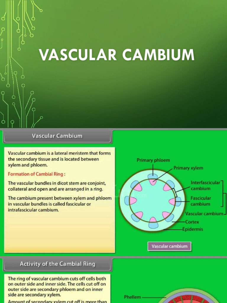 Structure and Function of Vascular Cambium | PDF | Wood | Plant Physiology