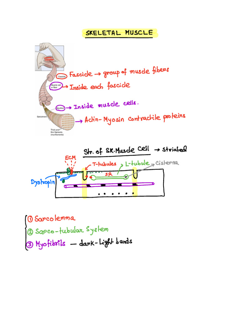 5 - Functional Anatomy of Skeletal Muscle | PDF