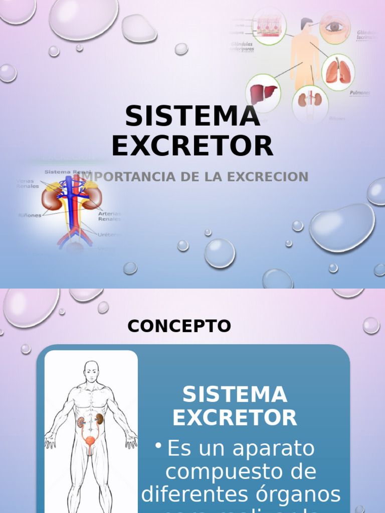Sistema Excretor | PDF | Sistema urinario | Excreción