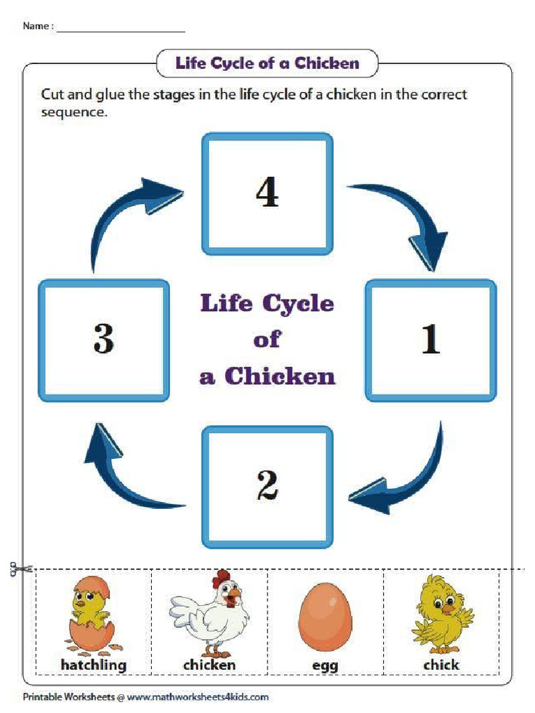 Life Cycle | PDF