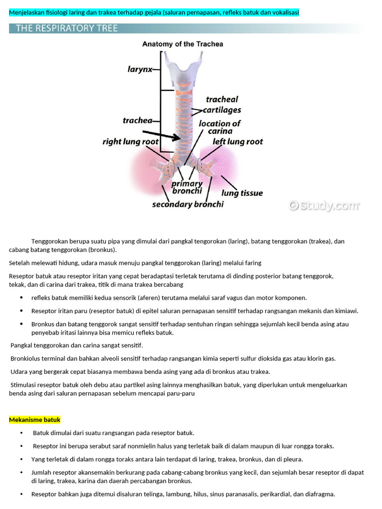 LO 4.menjelaskan Fisiologi Laring Dan Trakea Dan BHP | PDF