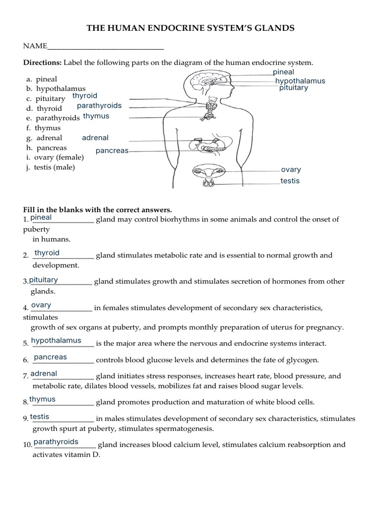 The Human Endocrine System's Glands Worksheet | PDF