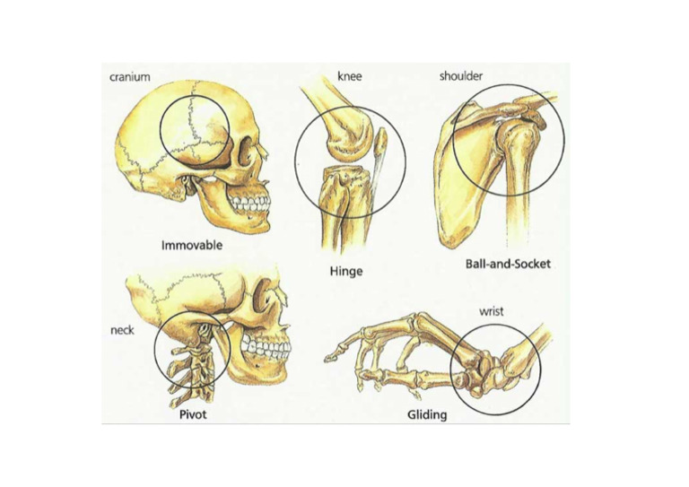 Types of Joints | PDF