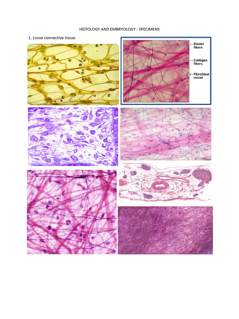 Histology and Embryology | PDF