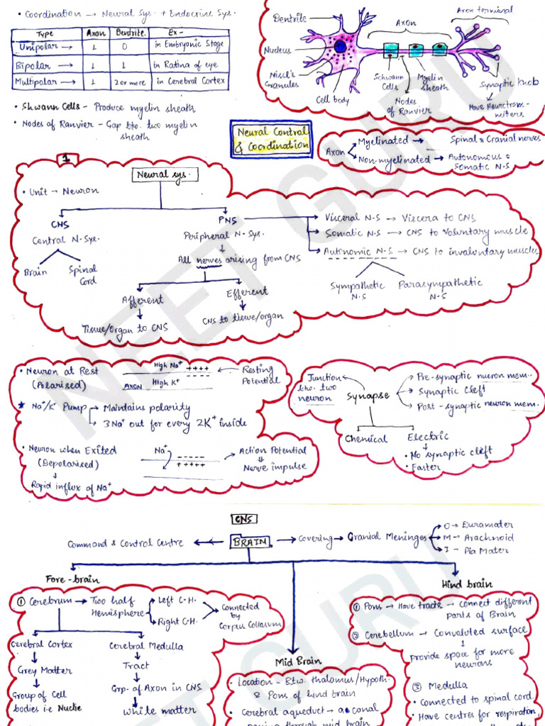 Chap 21 Neural Control and Coordination Mind Map | PDF
