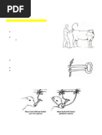 Farm Animal Restraining Techniques Guide | PDF | Sheep | Livestock