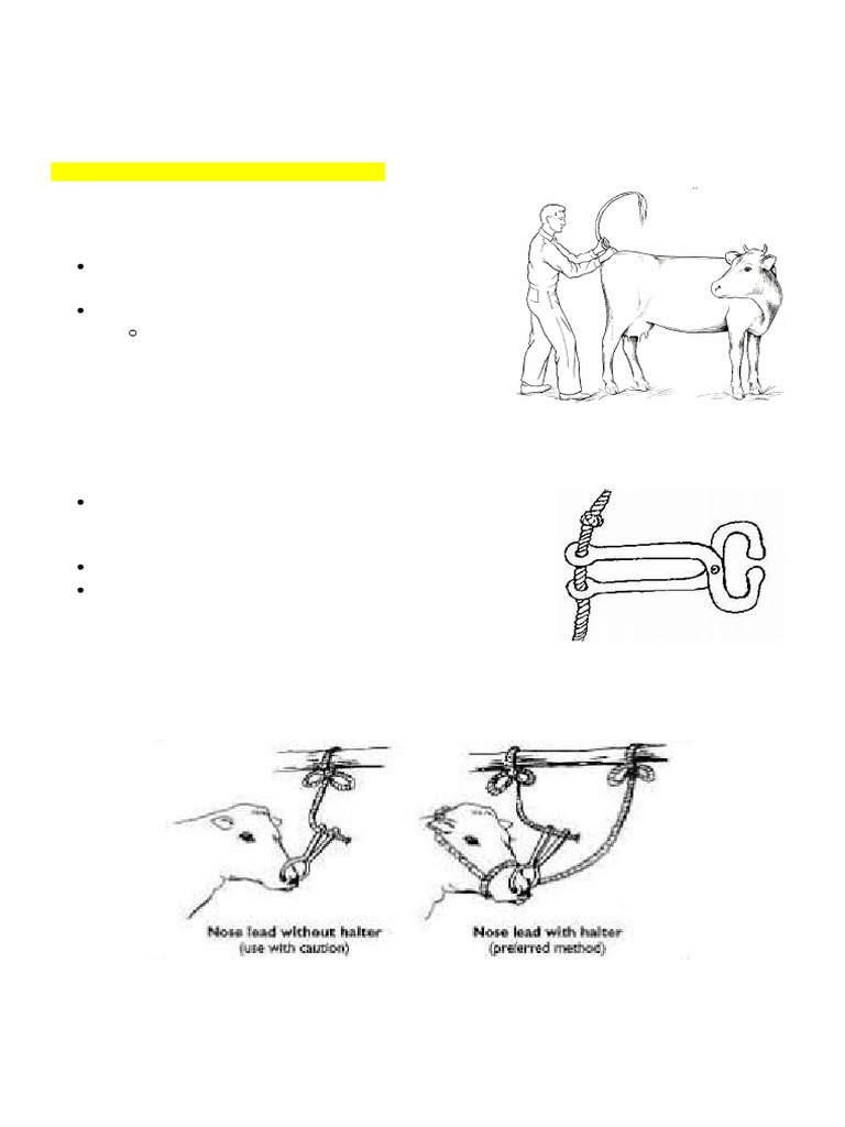 Cattle Restraint Techniques Overview | PDF | Knot | Cattle
