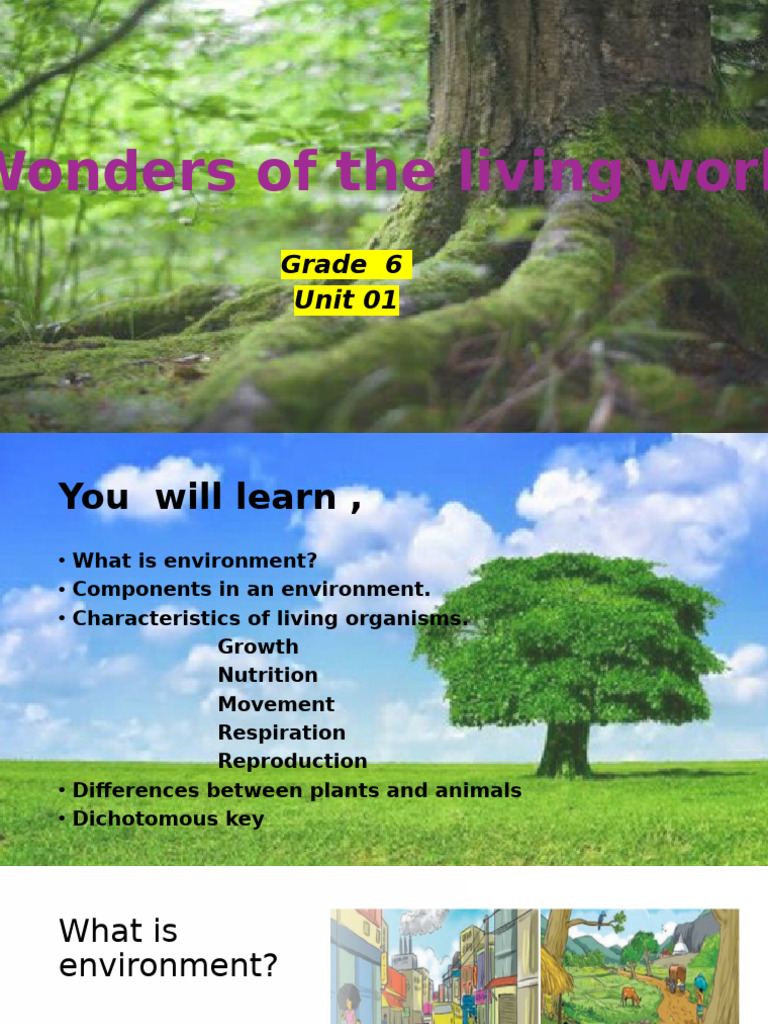 Grade 6 Unit 1 Part 1 | PDF